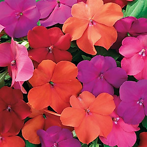 Outsidepride 100 Seeds Impatiens Xtreme Tango Shade Garden Flower Seed Mix for Planting