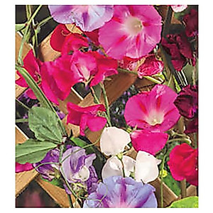 Colorful Mixed Climbing Vine Seeds - Morning Glory, Nasturtium, Black Eyed Susan Vine and Sweet Pea