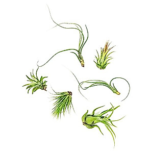 Tillandsia Air Plants Live Indoor Plants (12PK), Airplants Variety Live Plant Kit, Tropical Plants Live Houseplants, Air Plant Live Succulents Plants Live Plants Indoor House Plants by Plants for Pets