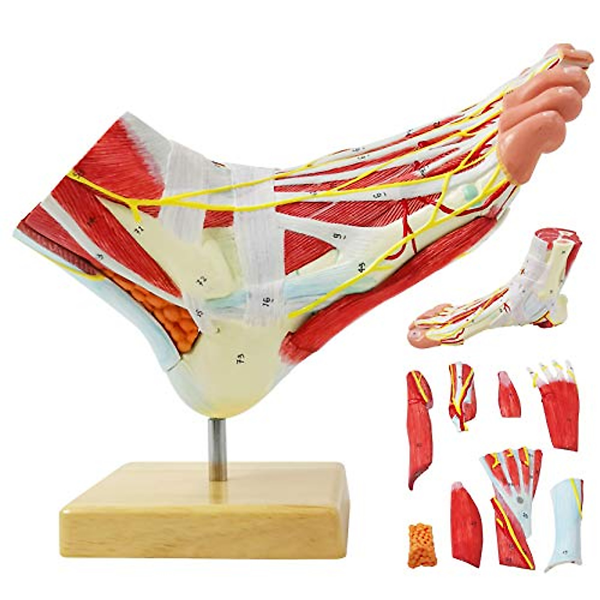 Generies Natural Large Foot Anatomical Model 9 Parts with 81 Digital Signs and Corresponding Text Descriptions,Icluding Bones, Muscles, Ligaments, Nerves, and Blood Vessels of The Human Foot