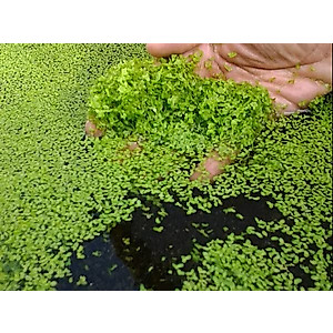 4800+ Duckweed Live Plant for Aquarium - Aquarium Plants Live - Planting Ornaments Perennial Garden Simple to Grow Pots Gifts