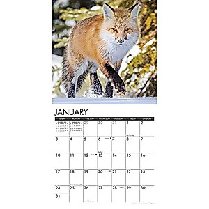 Foxes 2021 Wall Calendar