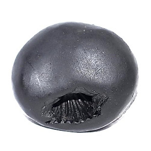 Sesha Shaligram/Shesha Salagram - Nepal