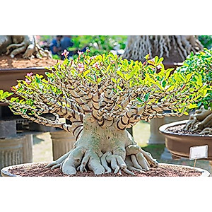 Mixed Color Desert Rose Seeds | Easy to Grow Adenium Obesum - Exotic Bonsai Plant (10 Seeds)