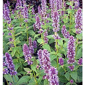 Gaea's Blessing Seeds - Anise Hyssop Herb Seeds - Non-GMO Seeds with Easy to Follow Planting Instructions - Open-Pollinated Heirloom High Germination Rate 96% Germination Rate 400mg