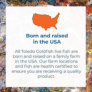 Toledo Goldfish Crayfish: Live Crawdads Perfect for Stocking Ponds or Aquariums - 10 Count