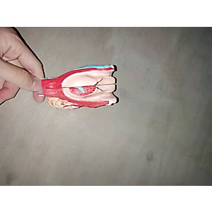 DR Natural Size Magnified Human Larynx Joint Simulation Model Anatomy