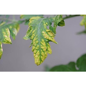 TrueNute Potassium Silicate in 16 Oz Packs, for Aquaponics, Hydroponics, Soil Drench and Foliar Spray to Correct Potassium and Silicate Deficiencies, Helps to Protect Plants from Pest Mold and Mildew