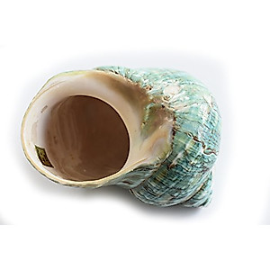 X-Large Polished Jade Turbo (3 1/2"- 4") 1 3/4" Opening Beach Crafts Nautical Decor Large Hermit Crabs - Florida Shells and Gifts