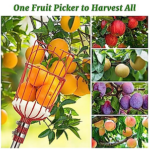 Fruit Picker, 10FT Long Handle Fruit Picker with Basket, Fruit Catcher Tool for Apple Mango Pear Orange Avocado Lemon Citrus Tree Picker