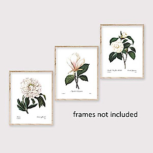 White Flower Art - 8x10 Inch French Botanical Prints, Redoute Illustrations, Set of 3 - Unframed