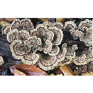 100 Turkey Tail Mushroom Spawn Plugs to Grow Gourmet and Medicinal Mushrooms at Home or commercially.