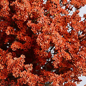 QAUZUY GARDEN 500 Seeds Muti-Colored Statice Flowers Seeds Showy Everlasting Garden Cut Flowers for Dried Arrangements & Bouquets