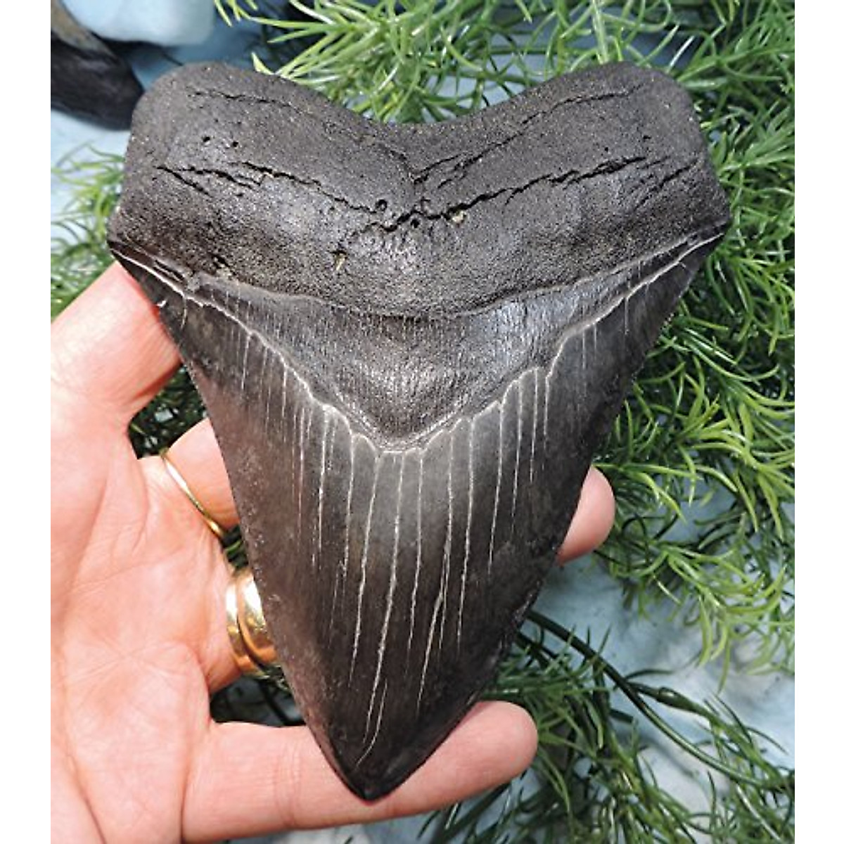 Massive 5 1/4'' Megalodon Tooth. Impressive!!