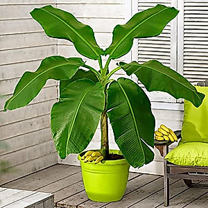 Seeds4planting - Seeds Ornamental Banana Exotic Tree Indoor Dwarf Perennial Flowers Non GMO