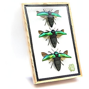 TAXIBUGS Jewel Beetle Mounts Insect Animals Taxidermy in Framed (3 Sternocera Aeguisignata)
