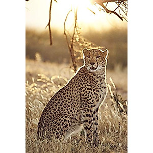 TAMRON Super Zoom Lens SP 150-600mm F5-6.3 Di VC USD G2 for Nikon Full Size A022N