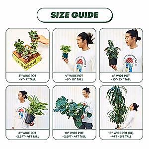 Rooted Swiss Cheese Vine, Monstera Adansonii, Live, Live Indoor, Home Decor, Easy to Grow, Easy to Care, Outdoor Garden and Low Maintenance Houseplant, 4 inch Pot