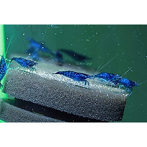 ShrimpRack 8 Blue Dream Neocaridina Freshwater Aquarium Shrimps 1/4 to 1/2 inch Long Live Arrival, 8 Count (Pack of 1)