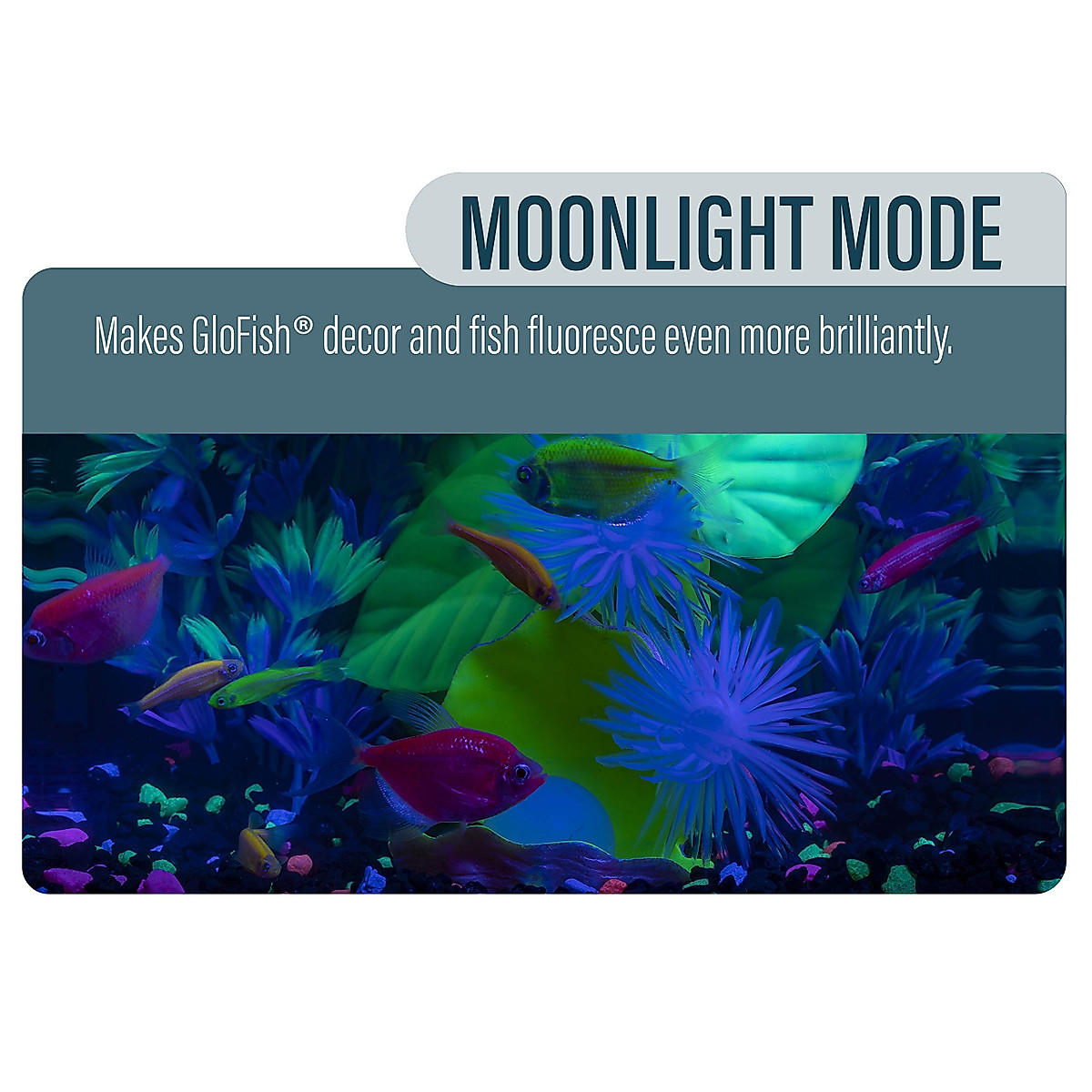 GloFish Aquarium Kit Fish Tank with LED Lighting and Filtration Included