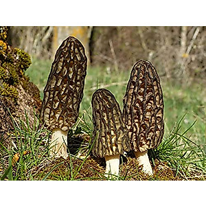 100pcs Seeds Morel Black Mushroom Mycelium Spawn Grow Bonsai Dried Spores for Planting Non GMO