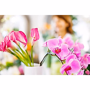 Chrysal Orchid Food Drops — Orchid Care — One Pack for a Year Supply — Concentrated Flower Food for All Species of Orchids — Ideal Florist Supplies — Outdoor and Indoor Plant Food