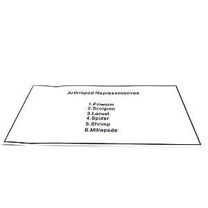 (6 Arthropods) Arthropod（Tardigrade） Representatives Paperweight Science Classroom Specimens for Science Education(6.5x3x1 Inch)