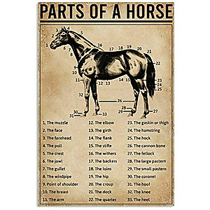 8X12 Inch Parts of A Horse Poster Knowledge Wall Décor Artwork for Horse Owner Chart Metal Tin Sign School Metal Tin