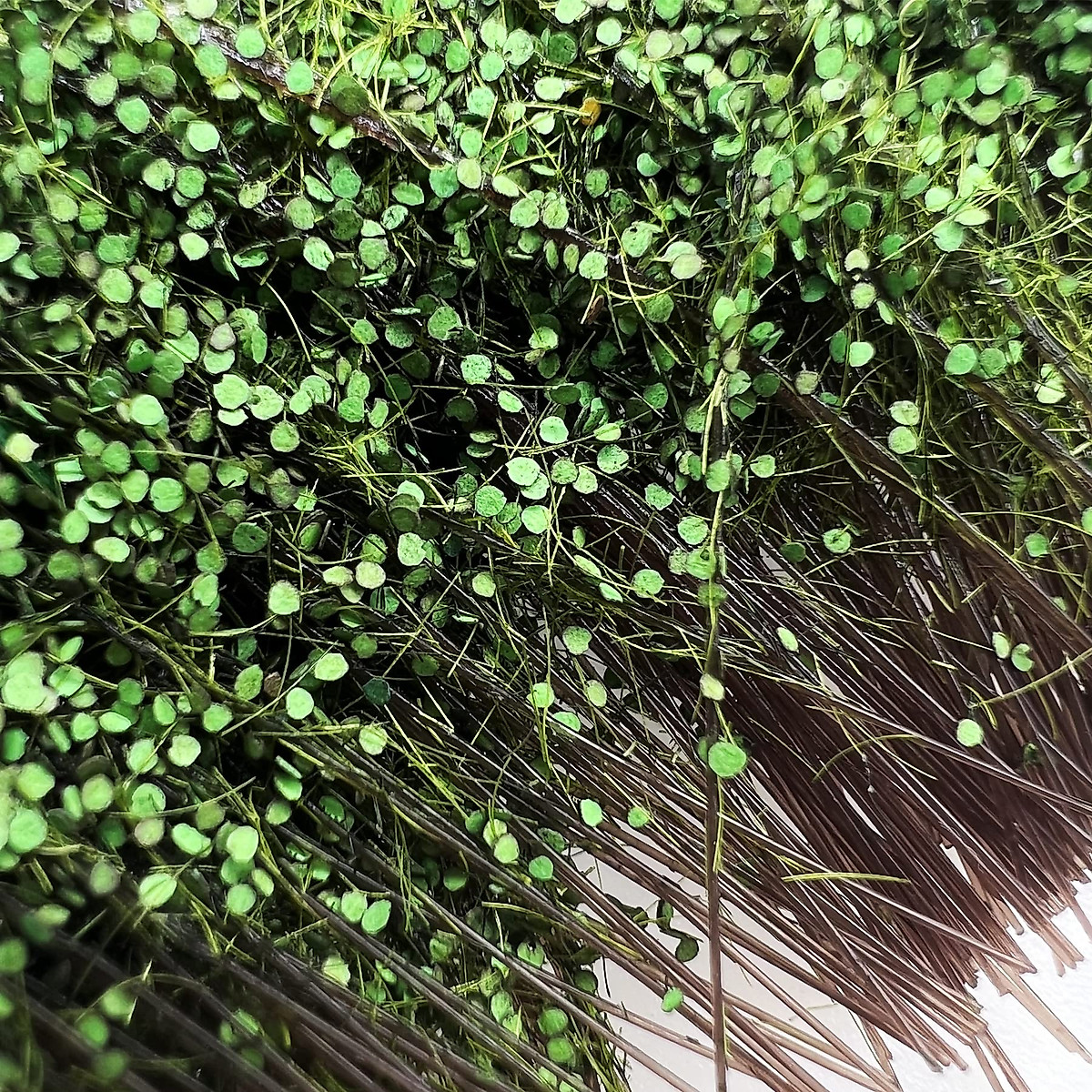 Woohome Green Miniature Shrubs Model Bushes Long Shrub Vegetation Groups Model Grass Tufts for DIY Architecture Building Model Railway Train Diorama Garden Scenery Landscape Layout