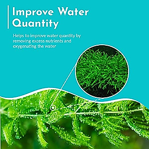 CANTON AQUATICS Live Aquarium 3 Hornwort Bunch Plants - Excellent Oxygenator - Easy to Maintain Plant - Removing Excess Nitrates - Promote High Water Quality - 3-5 Stems Per Bunch