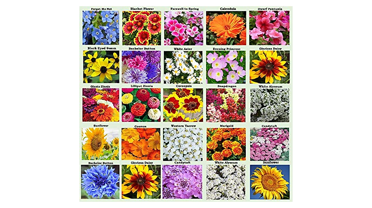 25 Heirloom Flower Seed Packets for Vibrant Garden Blooms