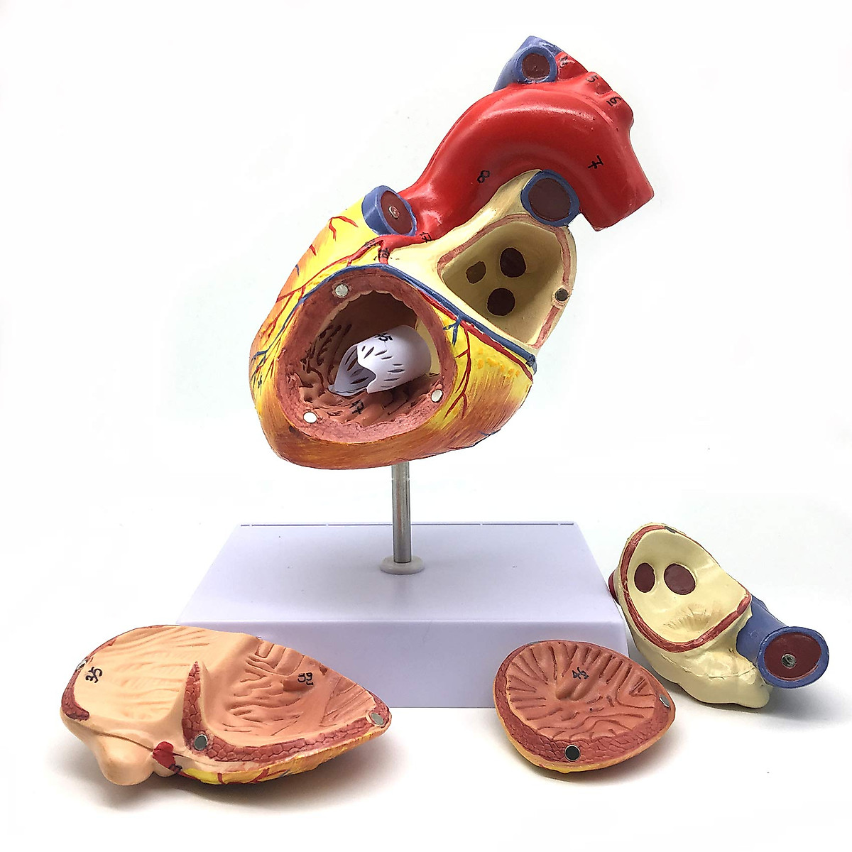 XINDAM 2X Enlarged Human Heart Anatomical Model,Anatomically Accurate Heart Model Human Skeleton Anatomy for Science Classroom Study Display Teaching Medical Model