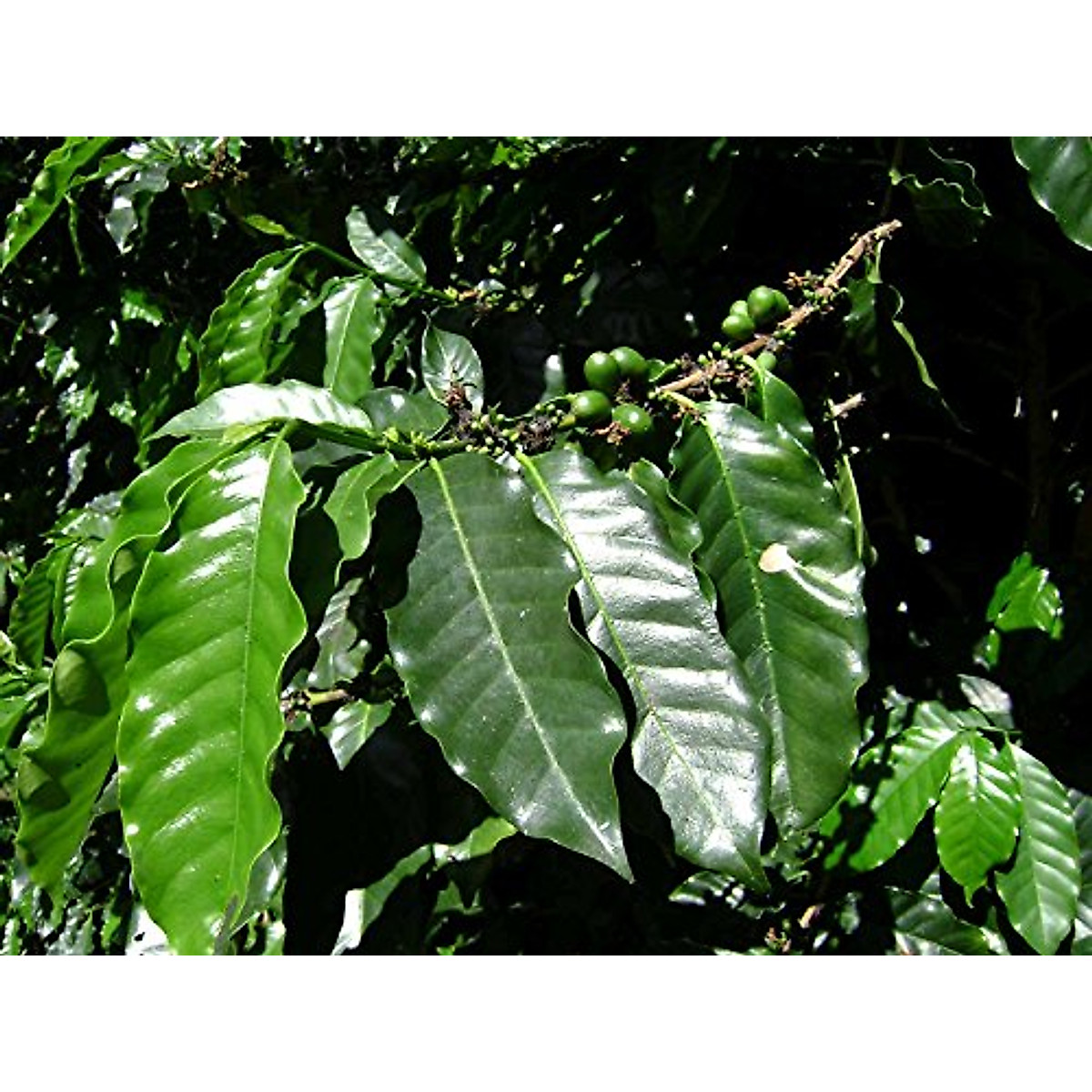 Seeds4planting - Seeds Arabian Coffee Tree Dwarf Plant Mountain Perennial Flowers