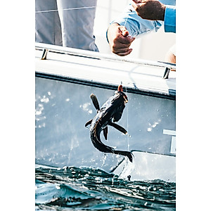 Berkley Gulp! Grub - GSG6-RDBS, Red Belly Shrimp