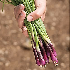 CHUXAY GARDEN Scarlet Bandit Bunching Onion 100 Seeds Purple Onion Vegetables Rare Special Flavor Seasoning Plant Grows in Garden and pots