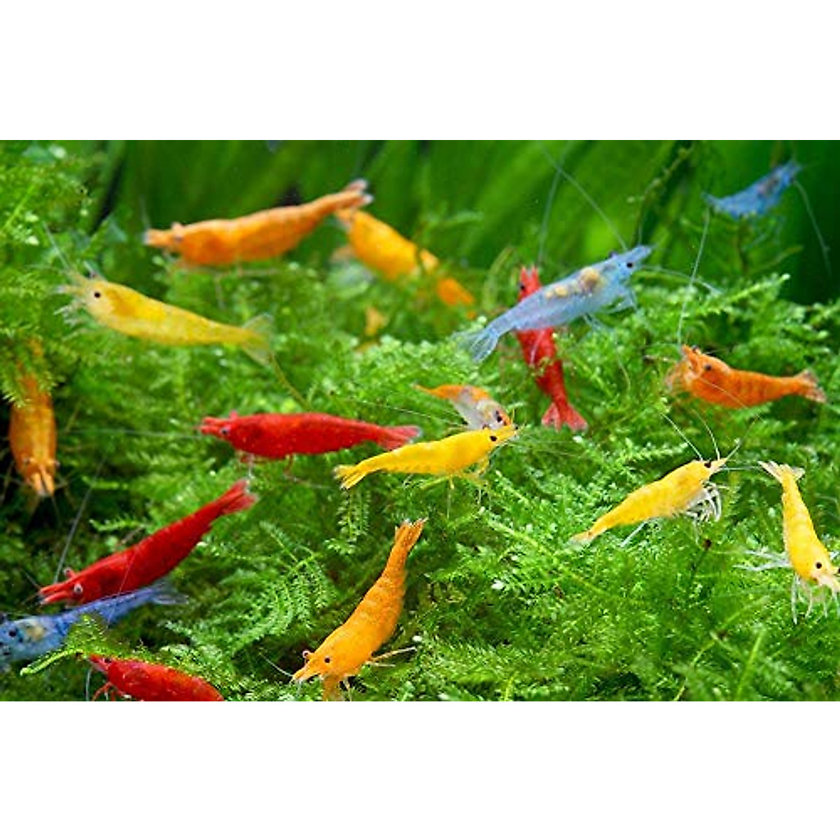 10 Neocaridina Freshwater Aquarium Shrimps 1/4 to 1/2 inch Long. Pick Your Colors (Random Mix Colors)