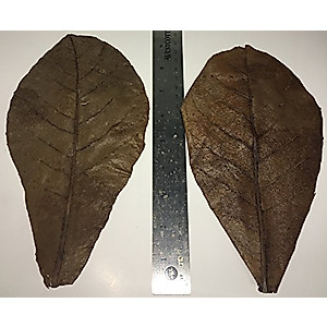 Awesome Aquatic Jumbo Betta/Shrimp Leaves 10 Premium Catappa Indian Almond Leaves Jumbo 7"-9" in Natural Habitat Tannin Producing Improves Immunity, Easy to USE…