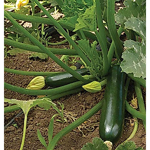Gaea's Blessing Seeds - Zucchini Seeds - Non-GMO - with Easy to Follow Planting Instructions - Heirloom Black Beauty Summer Squash 97% Germination Rate
