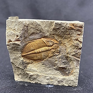 JIANEEXSQ Real Trilobite Fossil from Hunan of China 450 Million Years Ago for Collections and Education
