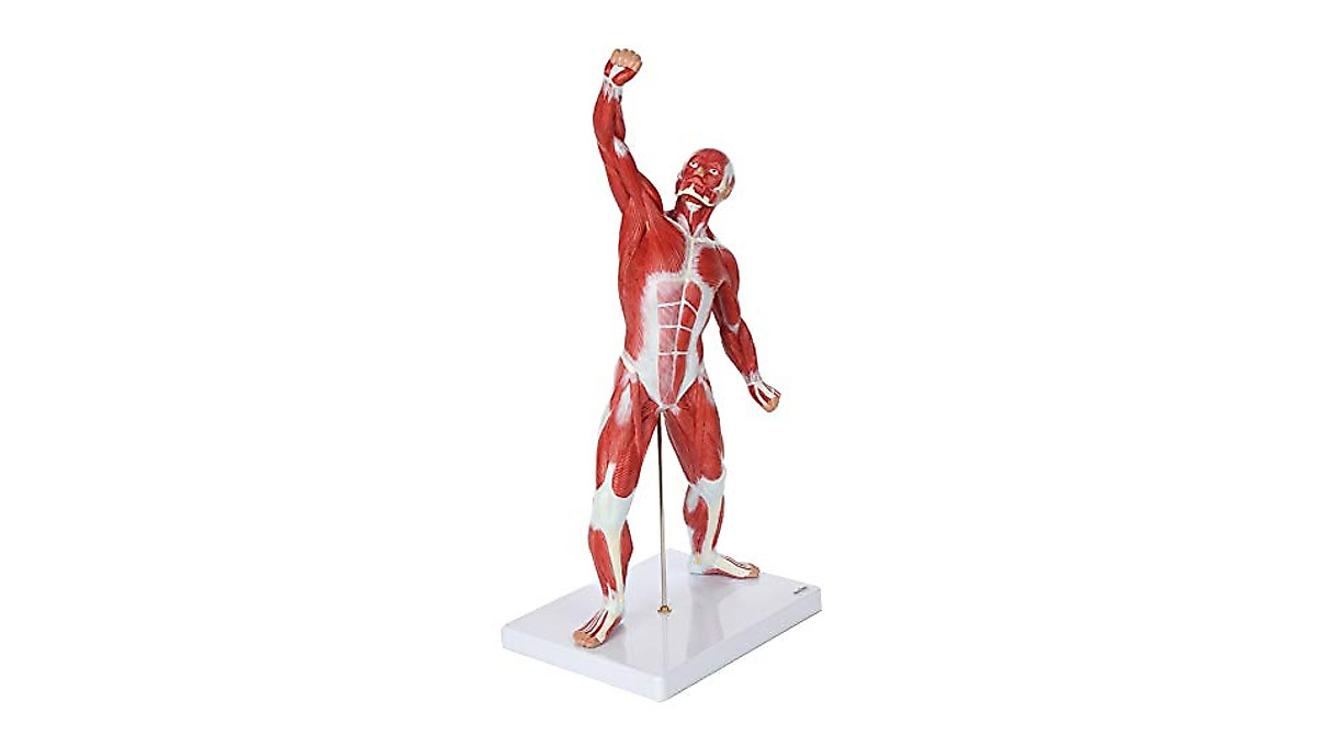 Miniature Muscular System Model - 20-Inch Human Anatomy Replica