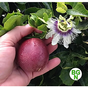 Cold Hardy 'Red Rover' Edible Passiflora Edulis - Edible Purple Passion Flower Fruit Vine - Live Plant