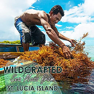 BUIE HOLISTIC HERBS Golden Irish Sea Moss, Pure Wildcrafted, Nutrient-Rich, Dr. Sebi Inspired - Makes 120+ oz Gel | Pure & Natural Raw Gold Irish Sun - Dried Sea Moss for Health & Wellness / (8 oz)