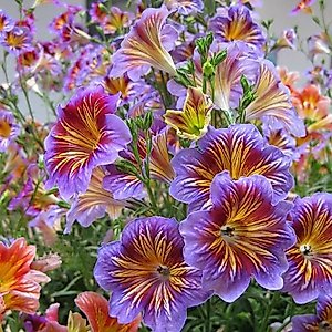MESay Chilean Morning Glory Seeds - 100 Mixed-Color Seeds for Stunning Garden Flowers