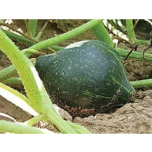 True Green Improved Hubbard Squash Seeds for Planting, 25 Heirloom Seeds Per Packet, (Isla's Garden Seeds), Non GMO Seeds, Scientific Name: Cucurbita Maxima, Great Home Garden Gift