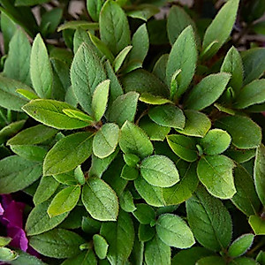 Encore Azalea Autumn Royalty (1 Gallon) Azalea of The Year Purple Flowering Shrub - Full Sun Live Outdoor Rhododendron Plants