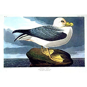 Fulmar Petrel. From"The Birds of America" (Amsterdam Edition)
