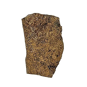 The Geode Mine Genuine Fossilized Leaf from The Metasequoia Tree (Dawn Redwood)