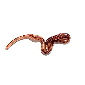 1000+ Red Wigglers Composting Worms Perfect for Worm Composting with Guaranteed Live Delivery Approximately 1 Pound Live Red Wiggler Worms Fast Delivery!
