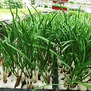 PRUNS 100Pack Hydroponic Sponge Hydroponic Seeds Planting Gardening Tool Sponges Moisturized Soilless Vegetables Cultivation Gardening Tools for Greenhouse Small Bud Growth or Grow Seedlings (2)