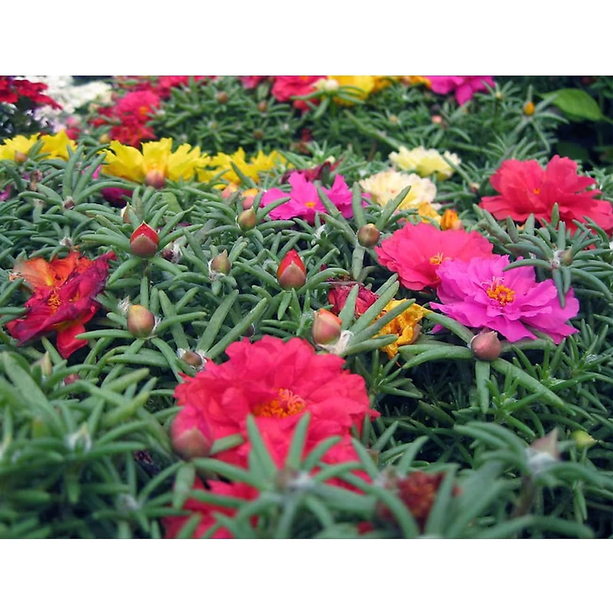 10000 Mixed Moss Rose Seeds - HOA Mười Giờ - AKA. Portulaca Grandiflora Mix, Moss-Rose Purslane, Eleven O'clock, Mexican Rose, Sun Rose, Rock Rose, Heat & Drought Tolerant 2.5 Grams